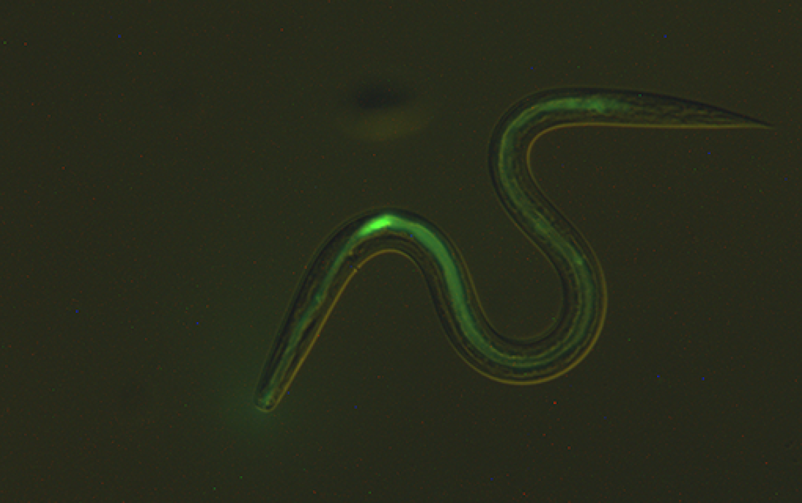 About the Lab | School of Medicine and Health Sciences